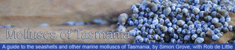 Bembicium nanum | Molluscs of Tasmania