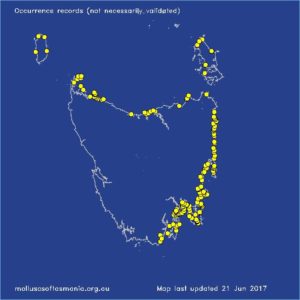 Solen vaginoides | Molluscs of Tasmania