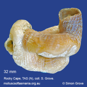 Thylacodes sipho | Molluscs of Tasmania