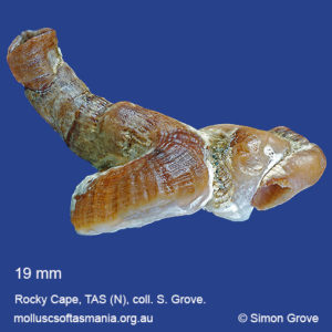 Thylacodes sipho | Molluscs of Tasmania