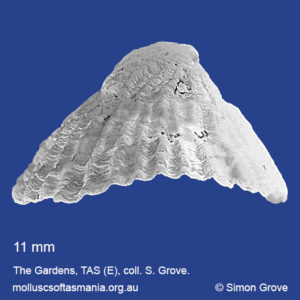 Trimusculus conicus | Molluscs of Tasmania