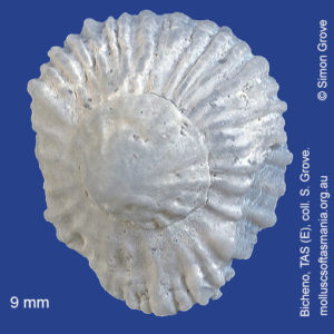 Trimusculus conicus | Molluscs of Tasmania