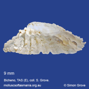 Trimusculus conicus | Molluscs of Tasmania