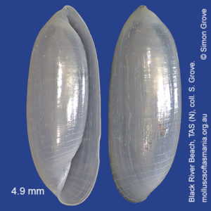 Volvulella rostrata | Molluscs of Tasmania