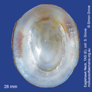 Patelloida victoriana | Molluscs of Tasmania