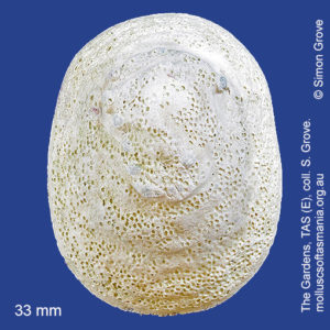 Patelloida victoriana | Molluscs of Tasmania