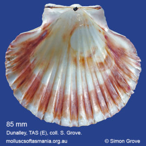 Pecten fumatus | Molluscs of Tasmania