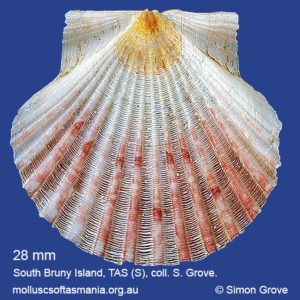 Pecten fumatus | Molluscs of Tasmania