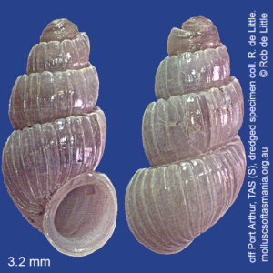 Pisinna costata | Molluscs of Tasmania