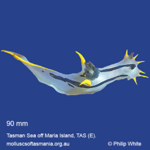 Polycera capensis | Molluscs of Tasmania