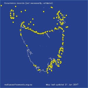 Modiolus areolatus | Molluscs of Tasmania