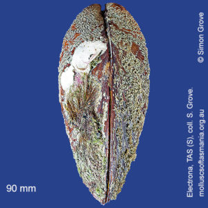 Modiolus areolatus | Molluscs of Tasmania