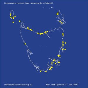 Munditia subquadrata | Molluscs of Tasmania