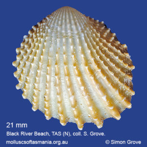 Neotrigonia margaritacea | Molluscs of Tasmania
