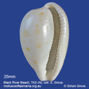 Notocypraea piperita | Molluscs of Tasmania
