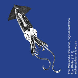 Lycoteuthis lorigera | Molluscs of Tasmania