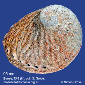 Haliotis scalaris emmae | Molluscs of Tasmania