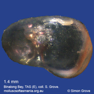 Heliconoides inflatus | Molluscs of Tasmania