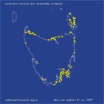 Hydrococcus brazieri | Molluscs of Tasmania