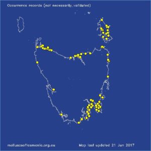 Hydrococcus brazieri | Molluscs of Tasmania