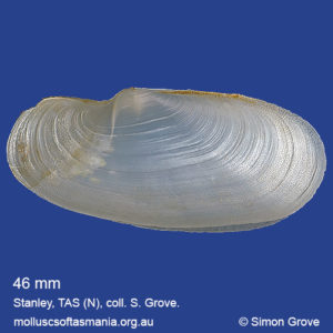 Laternula attenuata | Molluscs of Tasmania