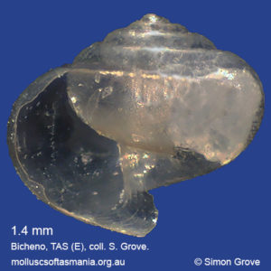 Limacina antarctica | Molluscs of Tasmania
