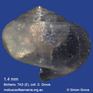Limacina antarctica | Molluscs of Tasmania
