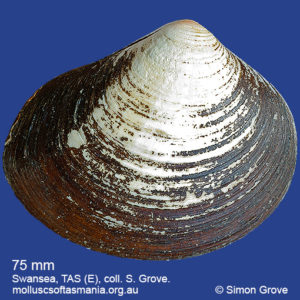 Eucrassatella kingicola | Molluscs of Tasmania