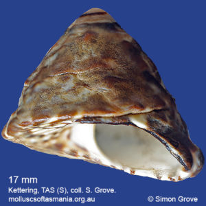 Bembicium auratum | Molluscs of Tasmania