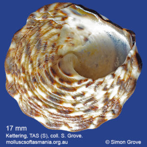Bembicium auratum | Molluscs of Tasmania