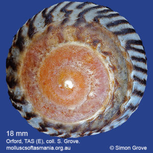 Bembicium nanum | Molluscs of Tasmania