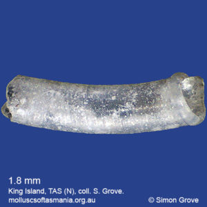 Caecum amputatum | Molluscs of Tasmania
