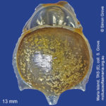 Cavolinia tridentata | Molluscs of Tasmania