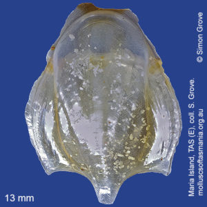 Cavolinia tridentata | Molluscs of Tasmania