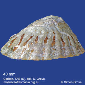 Cellana solida | Molluscs of Tasmania