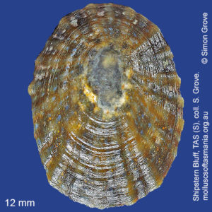 Cellana solida | Molluscs of Tasmania