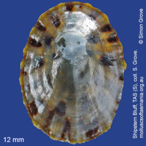 Cellana solida | Molluscs of Tasmania