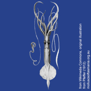 Chiroteuthis imperator | Molluscs of Tasmania