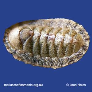 Family Chitonidae | Molluscs of Tasmania
