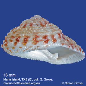Clanculus flagellatus | Molluscs of Tasmania