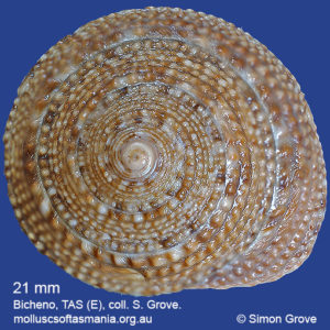 Clanculus limbatus | Molluscs of Tasmania