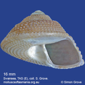 Clanculus limbatus | Molluscs of Tasmania