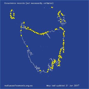 Clanculus undatus | Molluscs of Tasmania