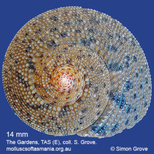 Clanculus undatus | Molluscs of Tasmania