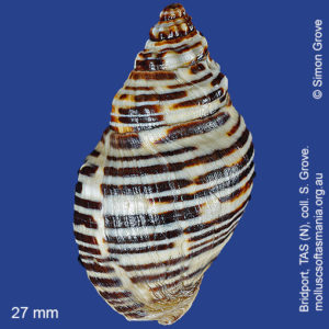 Cominella lineolata | Molluscs of Tasmania