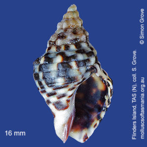 Cominella lineolata | Molluscs of Tasmania
