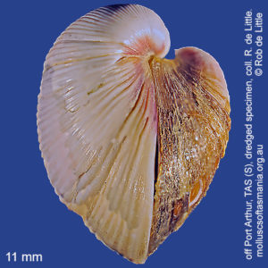 Corbula gibba | Molluscs of Tasmania