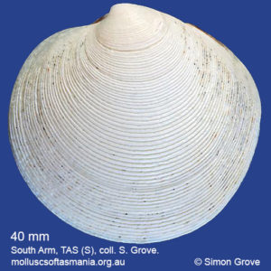 Dosinia grata | Molluscs of Tasmania