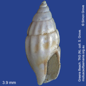 Anachis atkinsoni | Molluscs of Tasmania