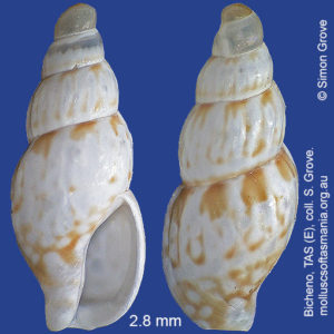 Anachis beachportensis | Molluscs of Tasmania